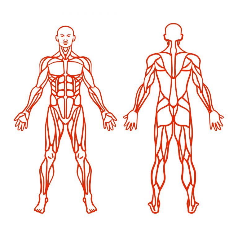 Muscle Groups And Exercises That Are Best For You Thumper Massager muscle-groups-and-exercises-that-are-best-for-you-thumper-massager